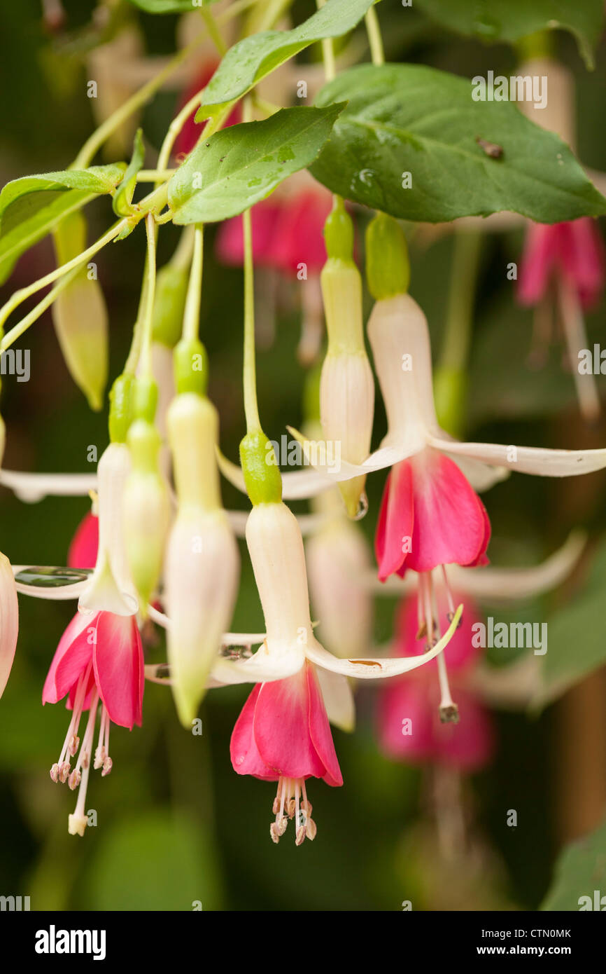 a fuchsia display Stock Photo - Alamy