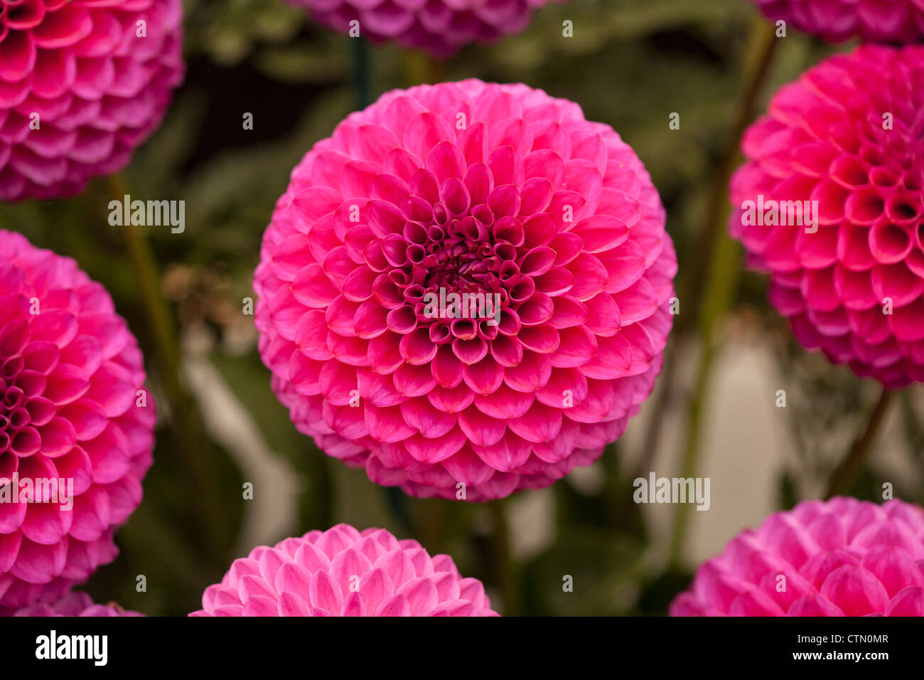 a collection of pom pom dahlias Stock Photo - Alamy