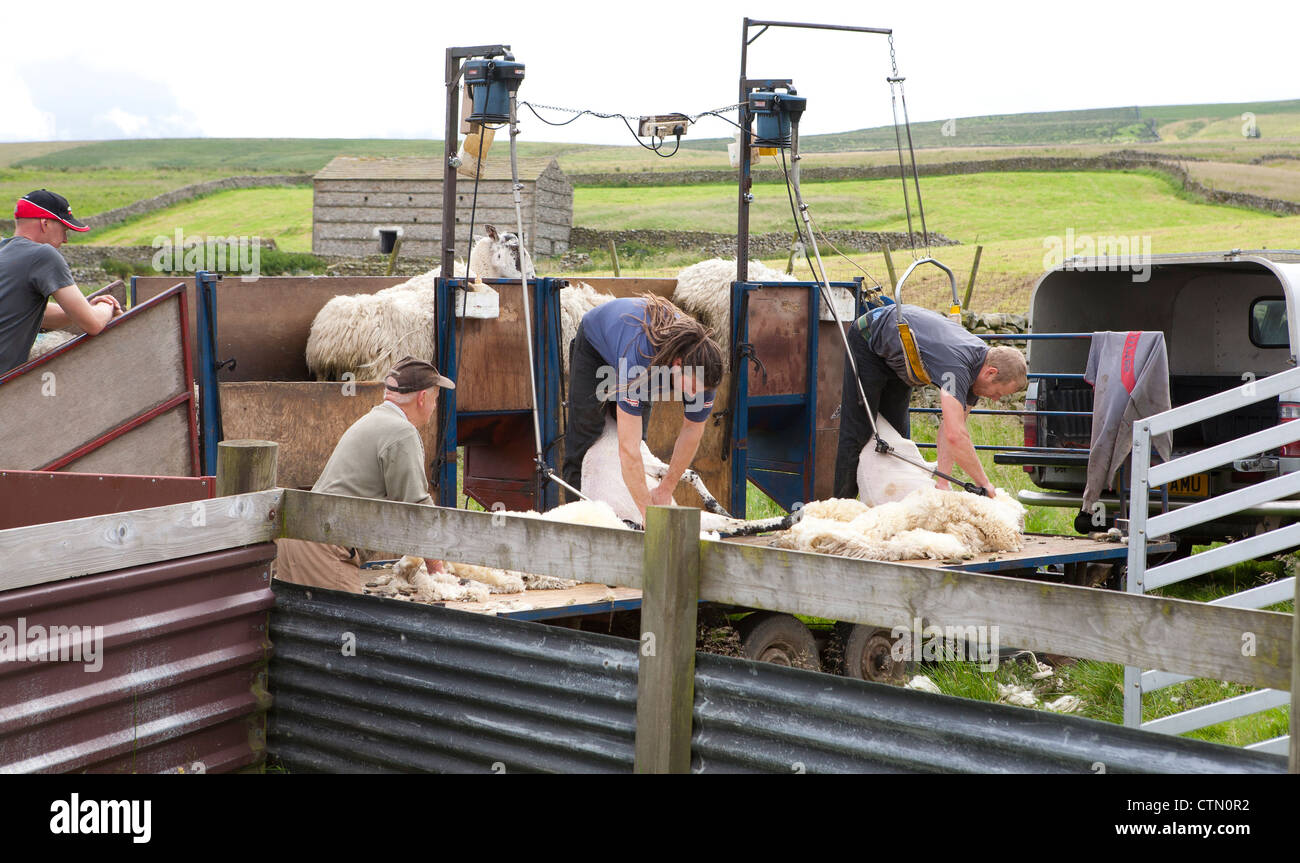 Sheep shearing in the Yorkshire Dales, Near Hawes, Wensleydale ...