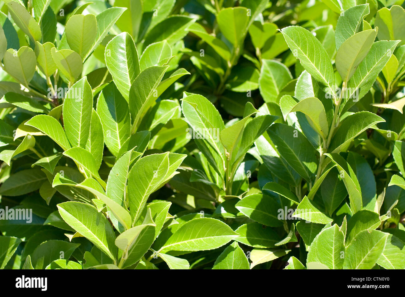 Laurel Tree Stock Photos & Laurel Tree Stock Images - Alamy