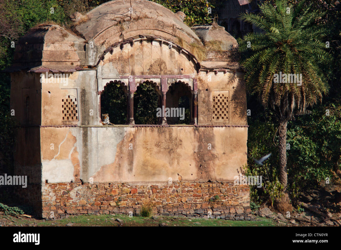 A Royal Bengal Tiger sitting inside the Ancient Palace in the left ...