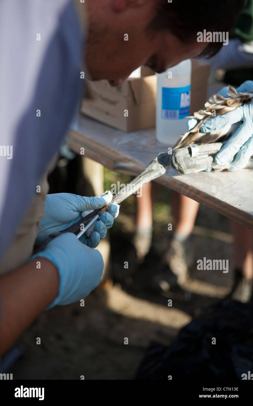 Vet taking blood sample from leg of young flamingo at the Fuente de ...