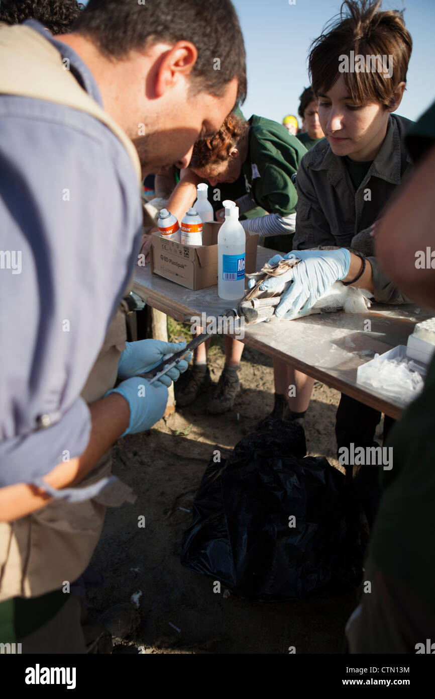 Vet taking blood sample from leg of young flamingo at the Fuente de ...