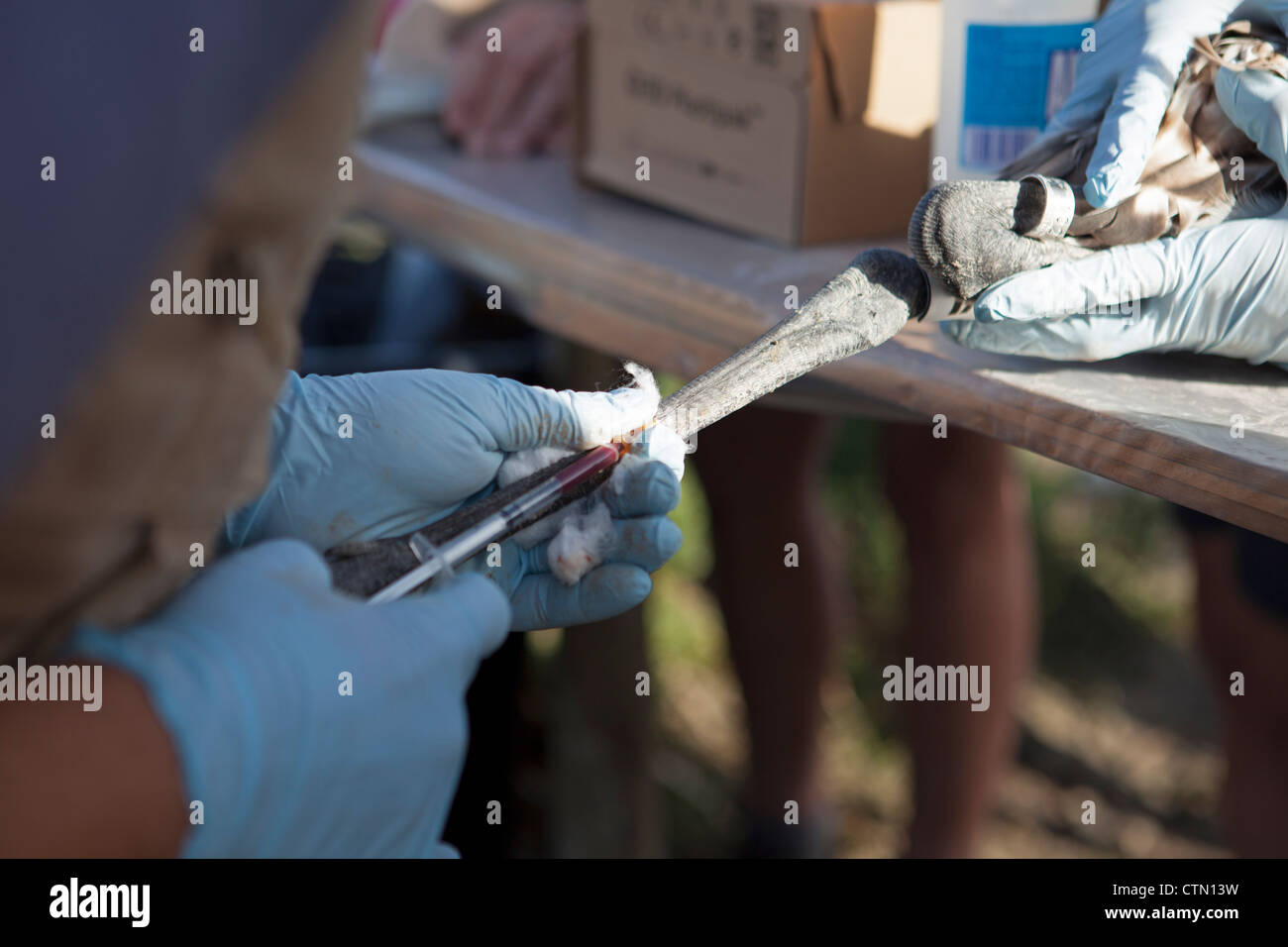 Vet taking blood sample from leg of young flamingo at the Fuente de ...