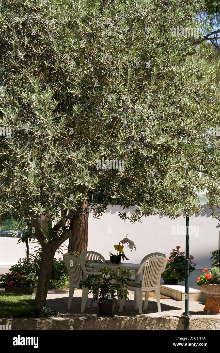 Olive tree and table under it Stock Photo - Alamy