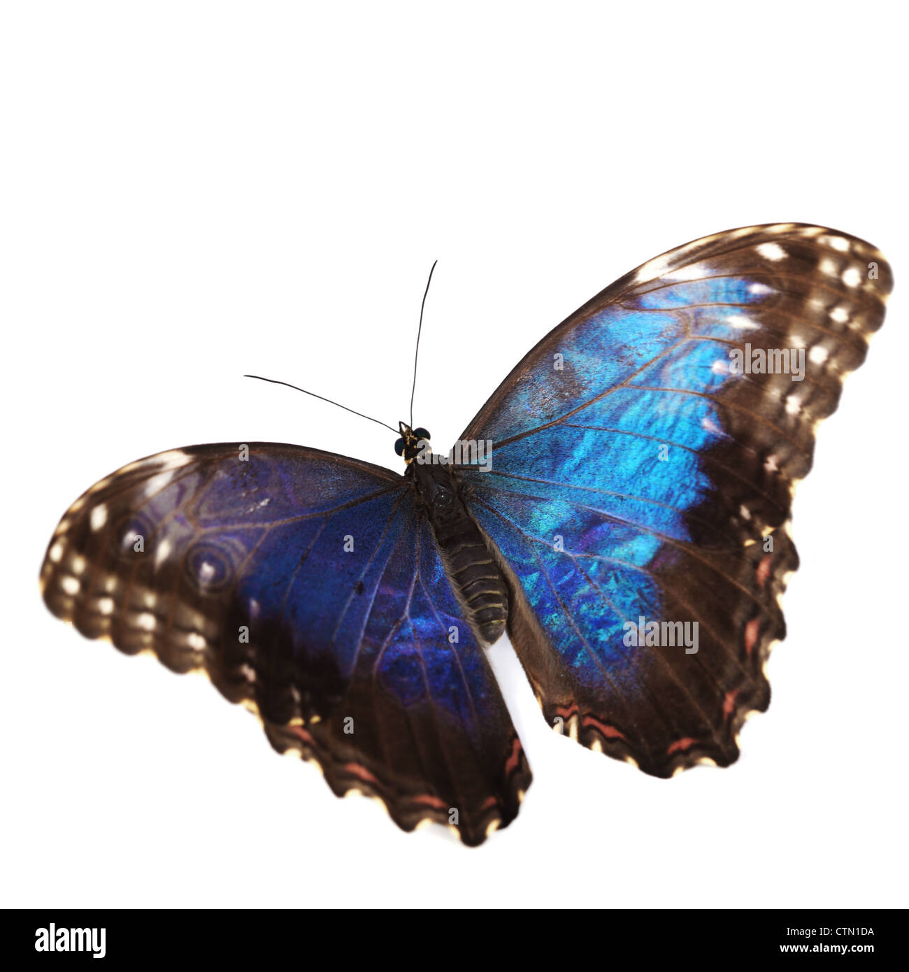 Blue Morpho Butterfly Flying