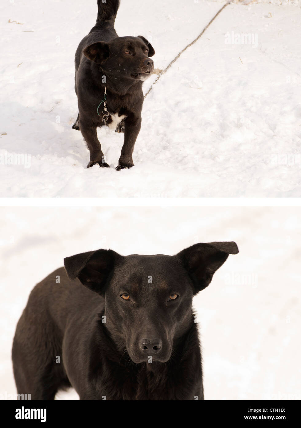 Set dogs hi-res stock photography and images - Alamy