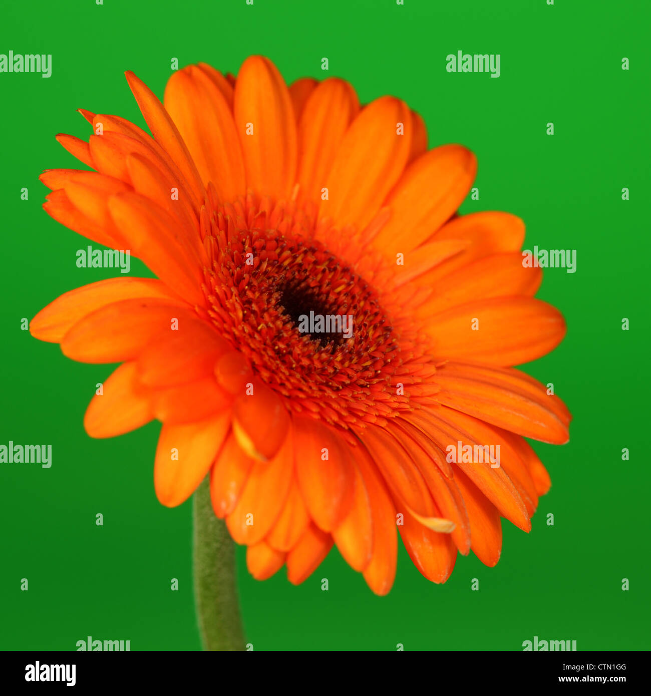 orange gerber on green background Stock Photo - Alamy