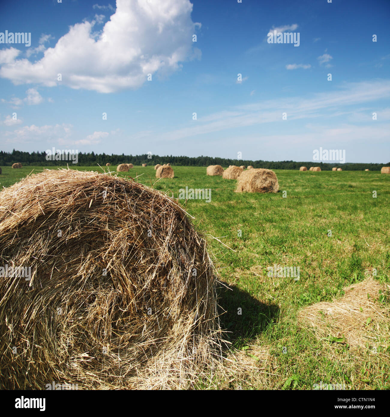hay on field under blue sky Stock Photo - Alamy