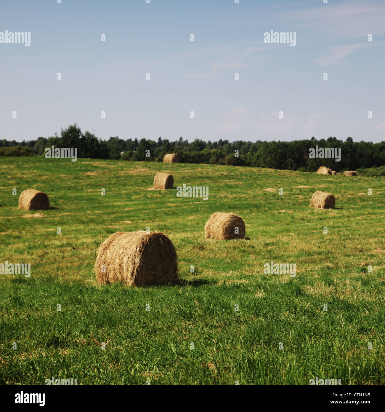 hay on field under blue sky Stock Photo - Alamy
