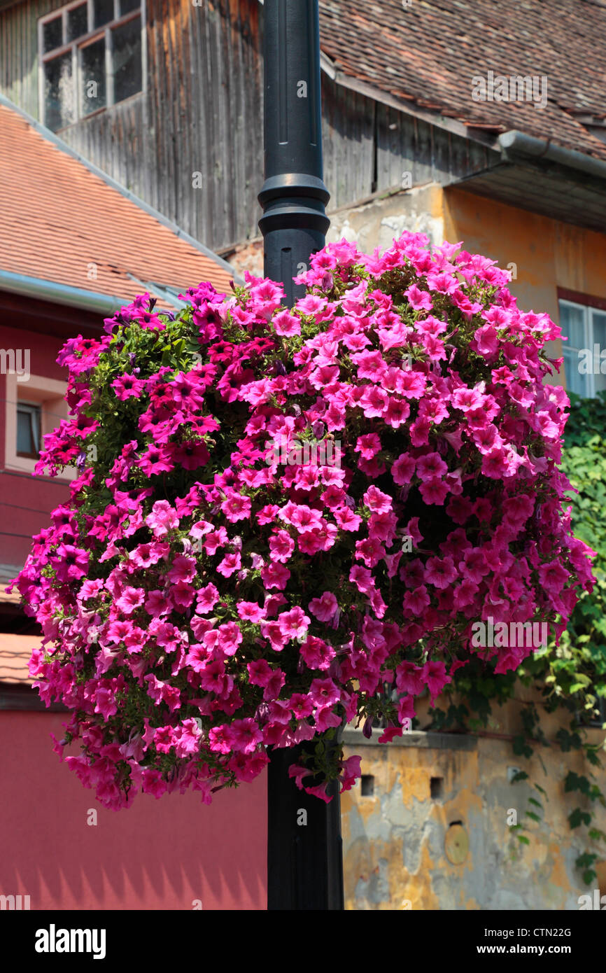 Lamp post flowers hi-res stock photography and images - Alamy