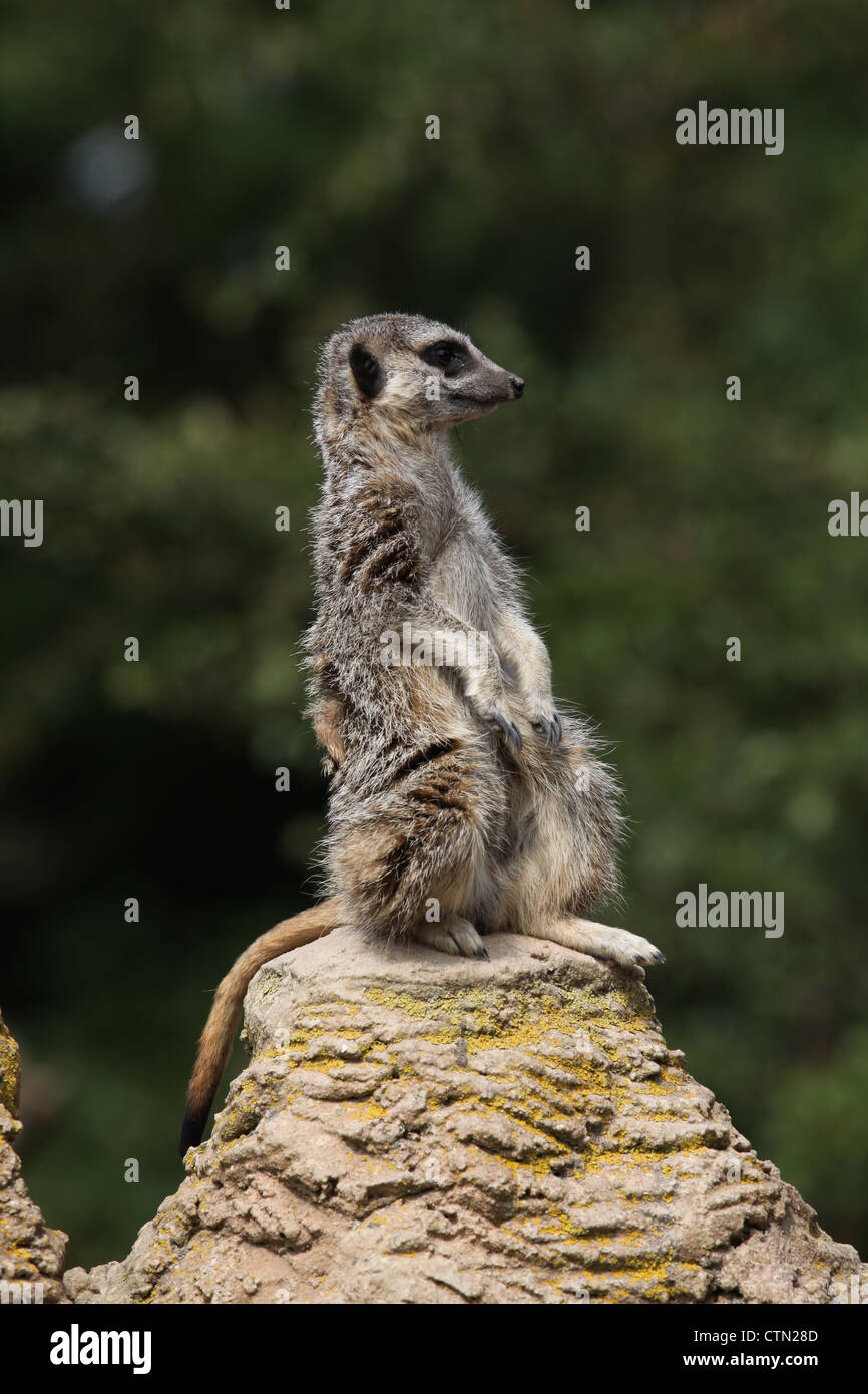 Whipsnade Zoo. 27th July 2012. Meerkat on termite mound Stock Photo - Alamy