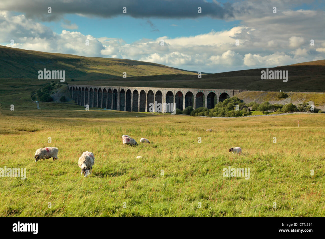 Sheep graze in front of Ribblehead Viaduct in the Yorkshire Dales of ...