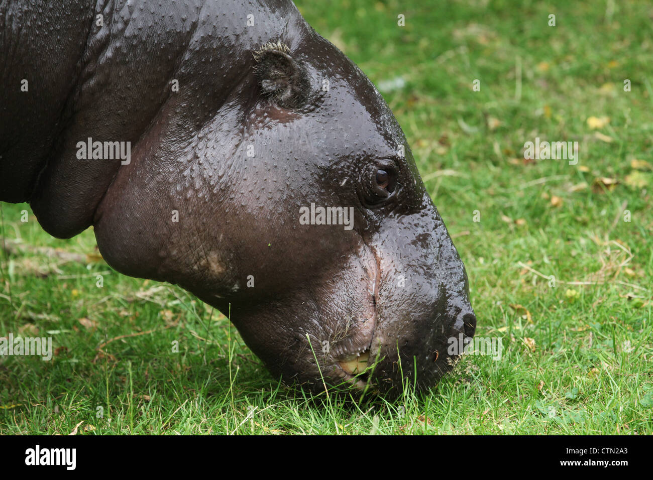 Pygmy Hippopotamus High Resolution Stock Photography and Images - Alamy