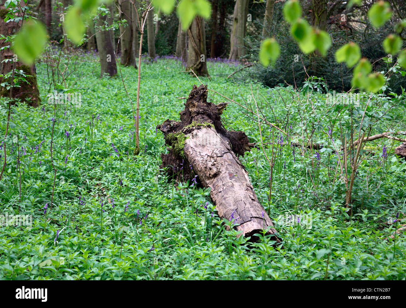 Fallen tree log hi-res stock photography and images - Alamy