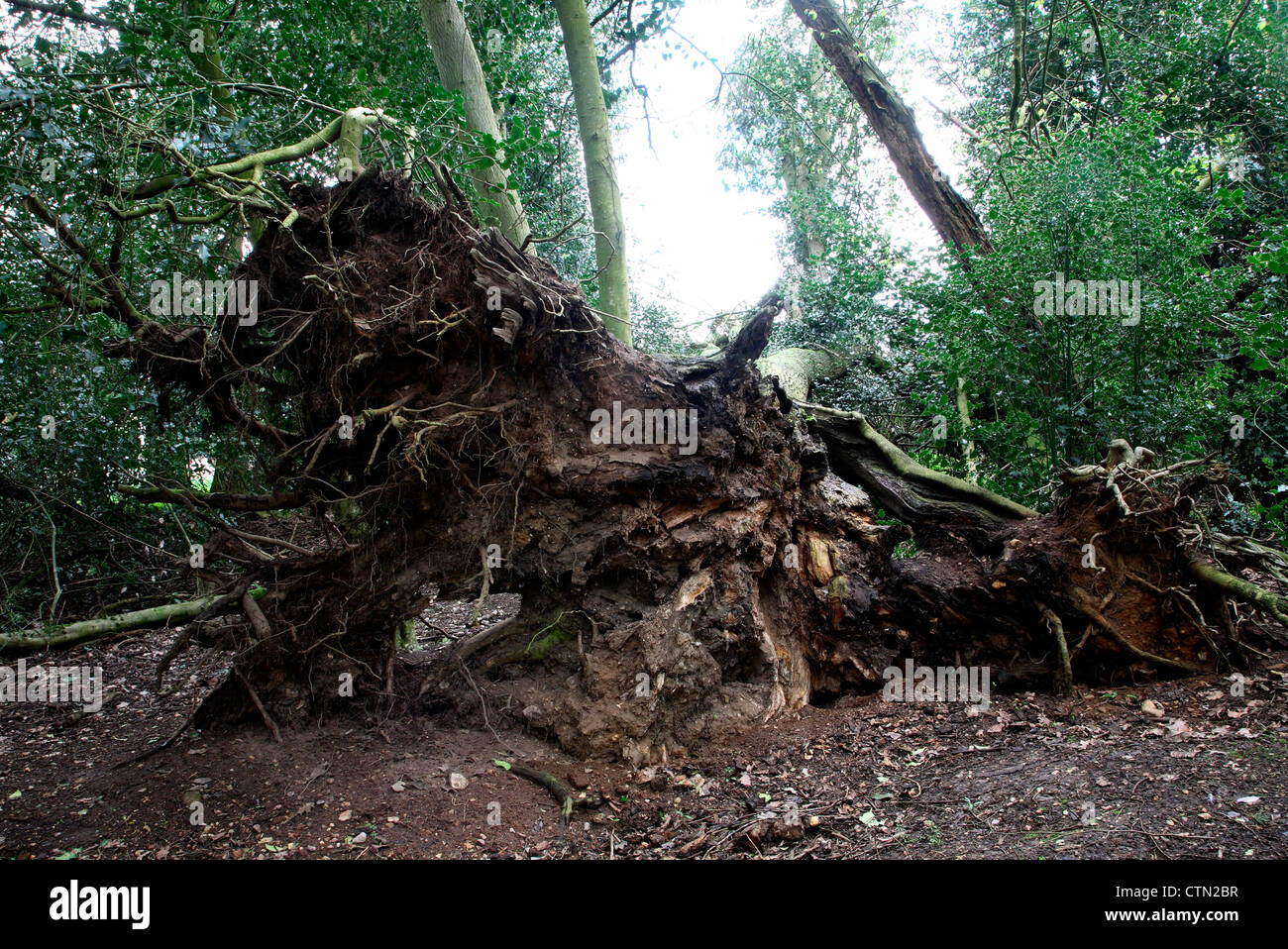 Fallen tree roots hi-res stock photography and images - Alamy