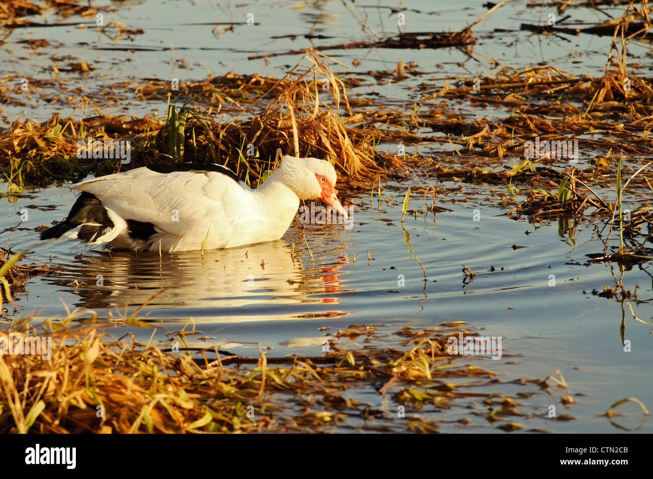 Golden duck hi-res stock photography and images - Alamy