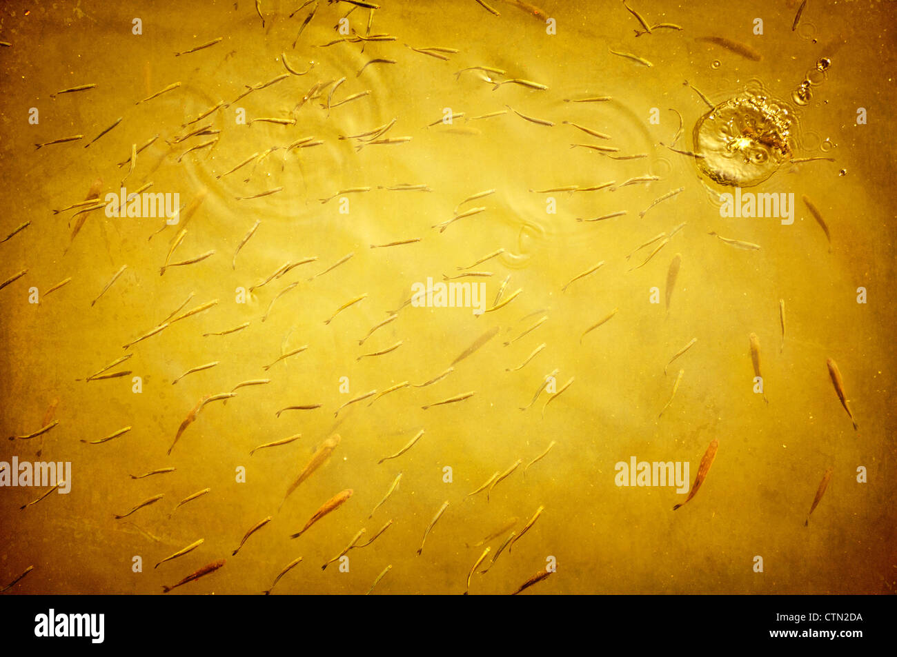 Same fish hi-res stock photography and images - Alamy