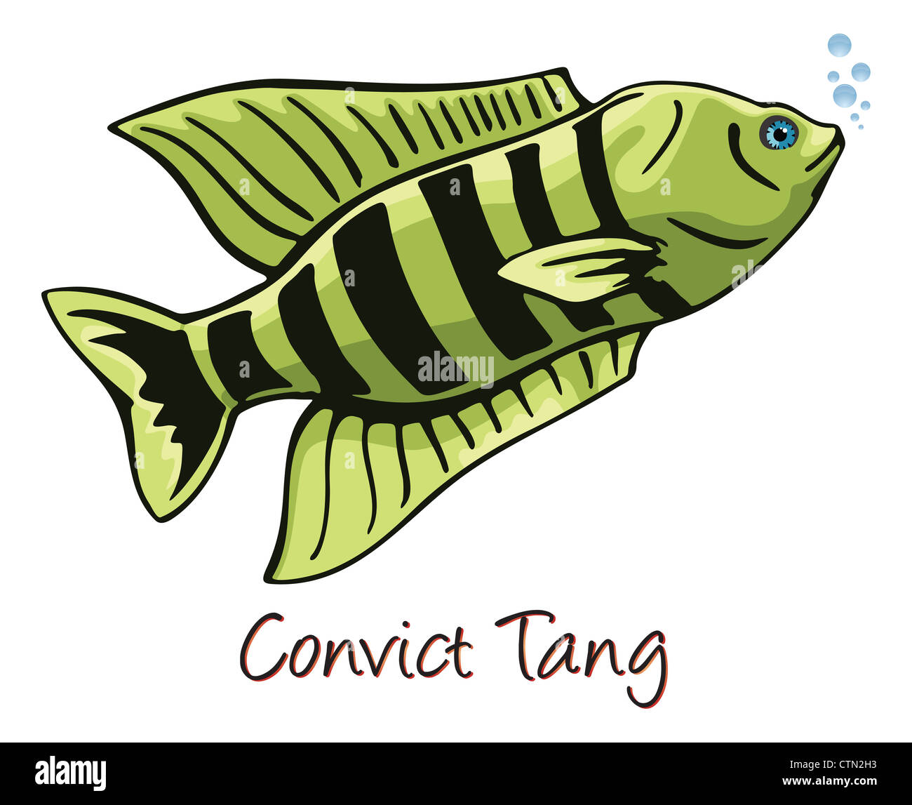 Convict surgeon fish Cut Out Stock Images & Pictures - Alamy