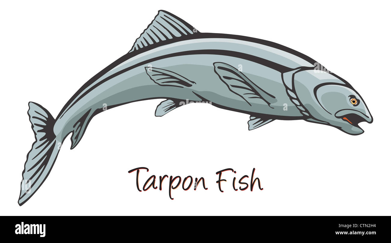 Tarpon fish Cut Out Stock Images & Pictures - Alamy