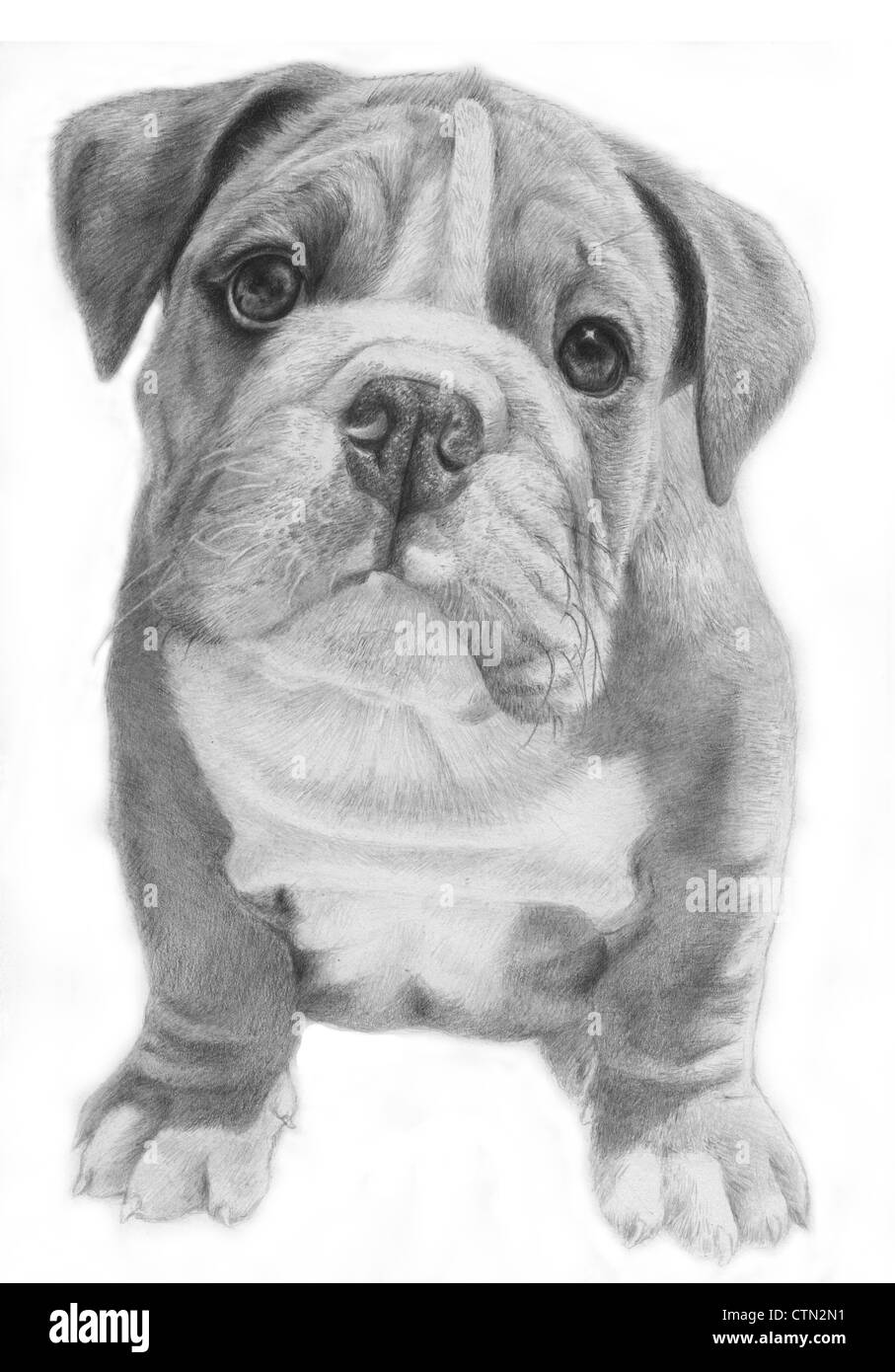 Cute bulldog hand-drawn illustration, grayscale, facing front Stock ...
