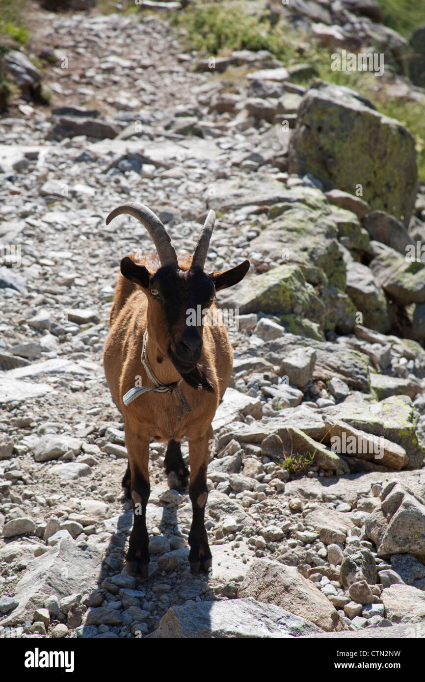 Alpine trail hi-res stock photography and images - Alamy