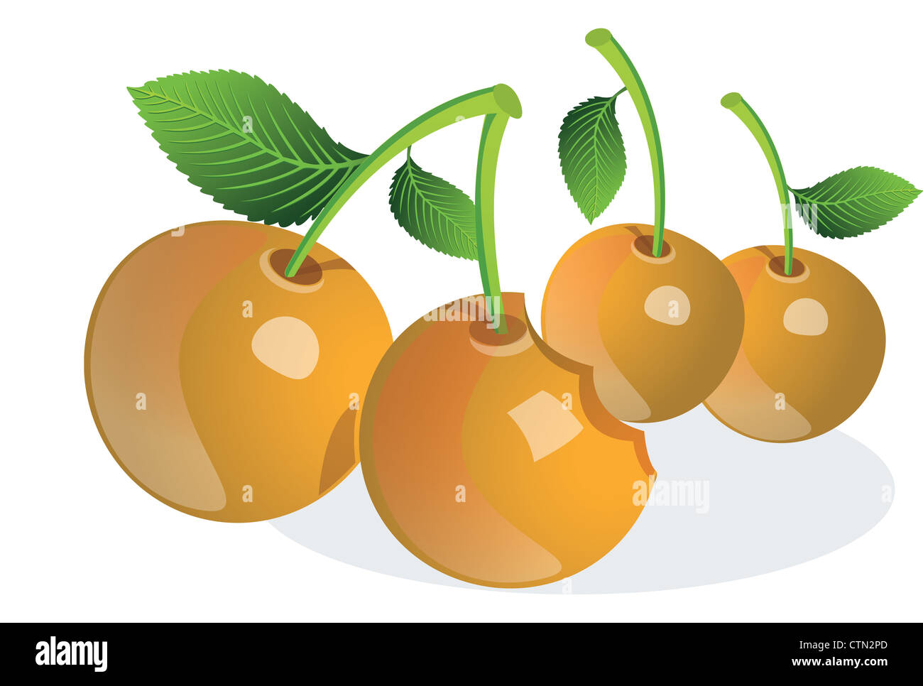 Cherry or Prunus sp., Fruit, Orange, Whole and Bitten, vector ...