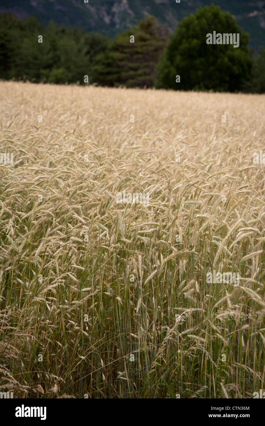 rye field near Briançon, France Stock Photo - Alamy