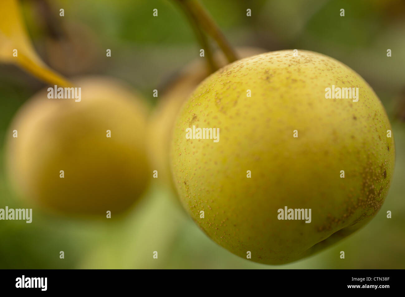Asian pear hi-res stock photography and images - Alamy