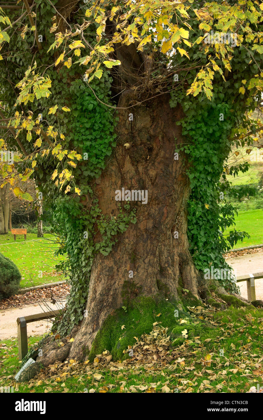 The trunk of a veteran sycamore tree - The Martyr's Tree at Tolpuddle ...