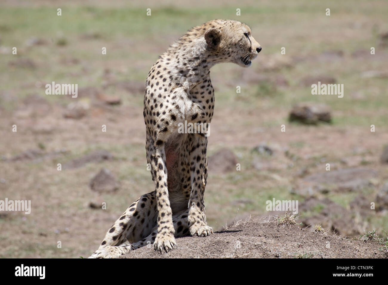 Cheetah (Acinonyx jubatus). Animal in the wild Stock Photo - Alamy
