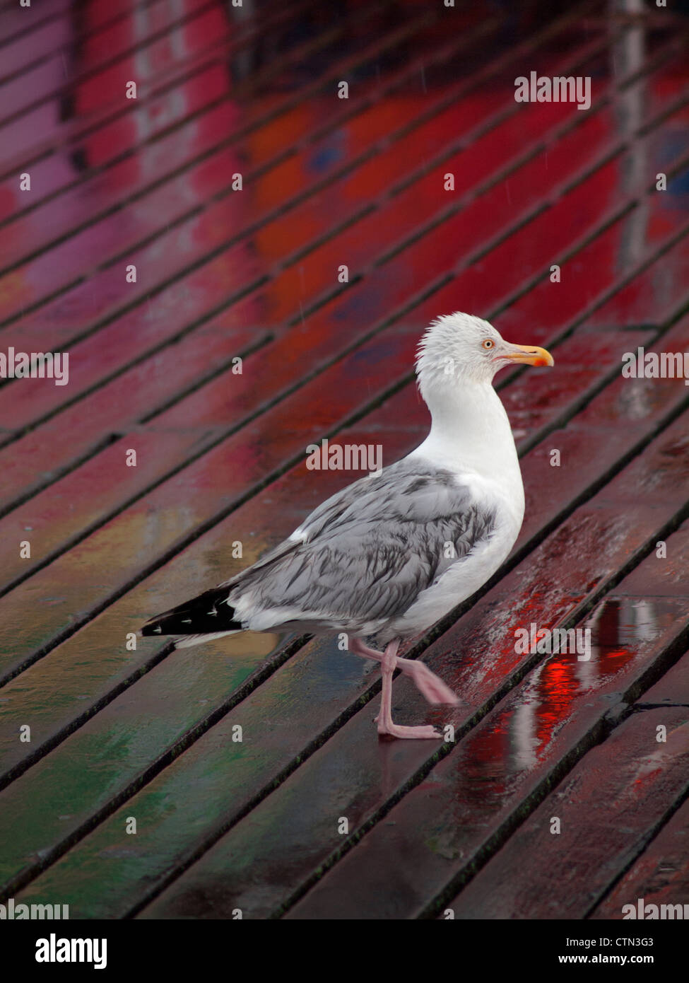 Rain soaked bird hi-res stock photography and images - Alamy