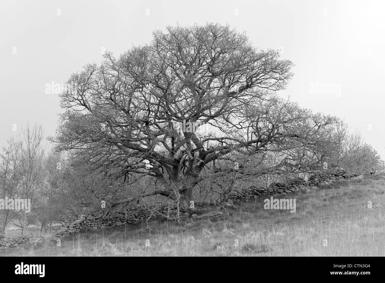 Boundary tree Black and White Stock Photos & Images - Alamy