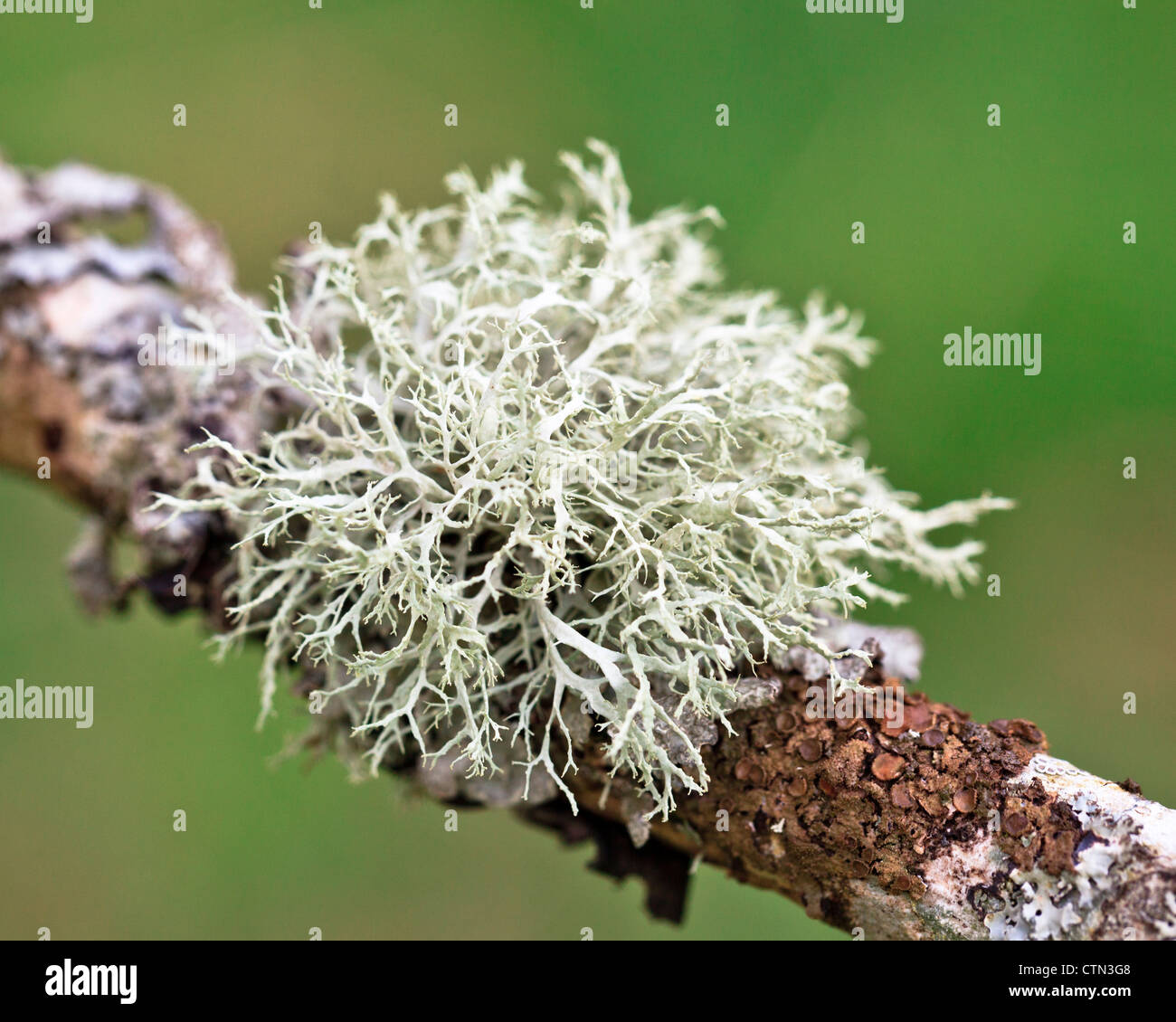 Cladonia rangiferina, reindeer lichen Stock Photo - Alamy