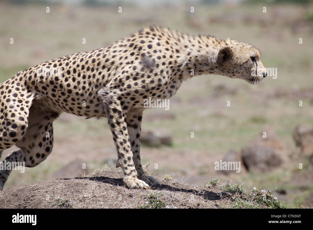 Cheetah (Acinonyx jubatus). Animal in the wild Stock Photo - Alamy