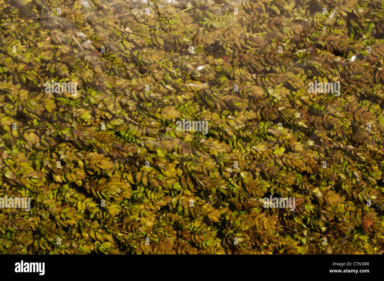 Clear stream hi-res stock photography and images - Alamy