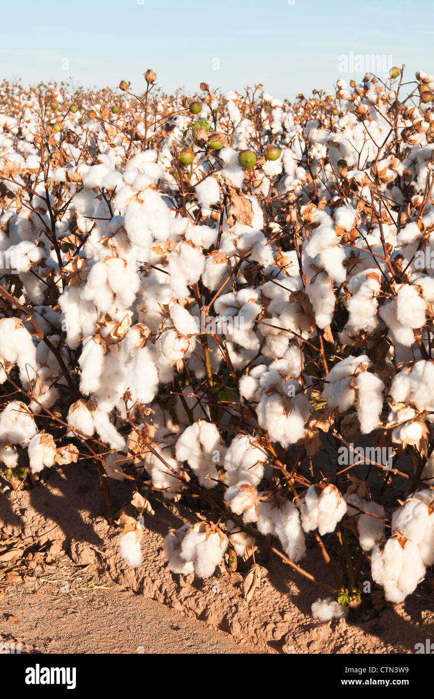 Closeup view of a defoliated cotton field ready to be picked Stock ...