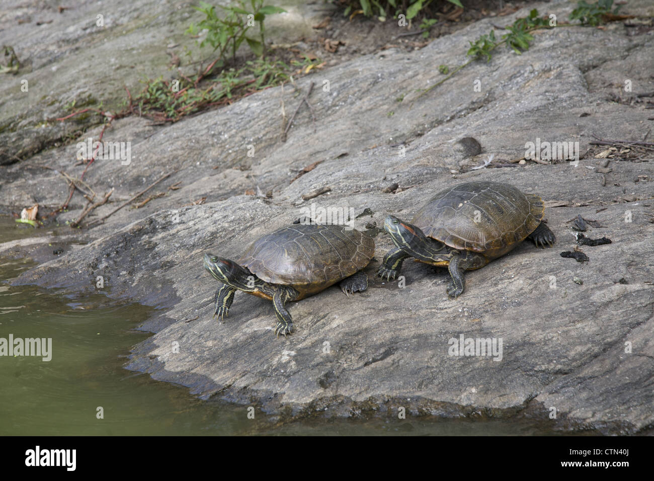 A couple turtles on the bank along the waterway in Central Park, New ...