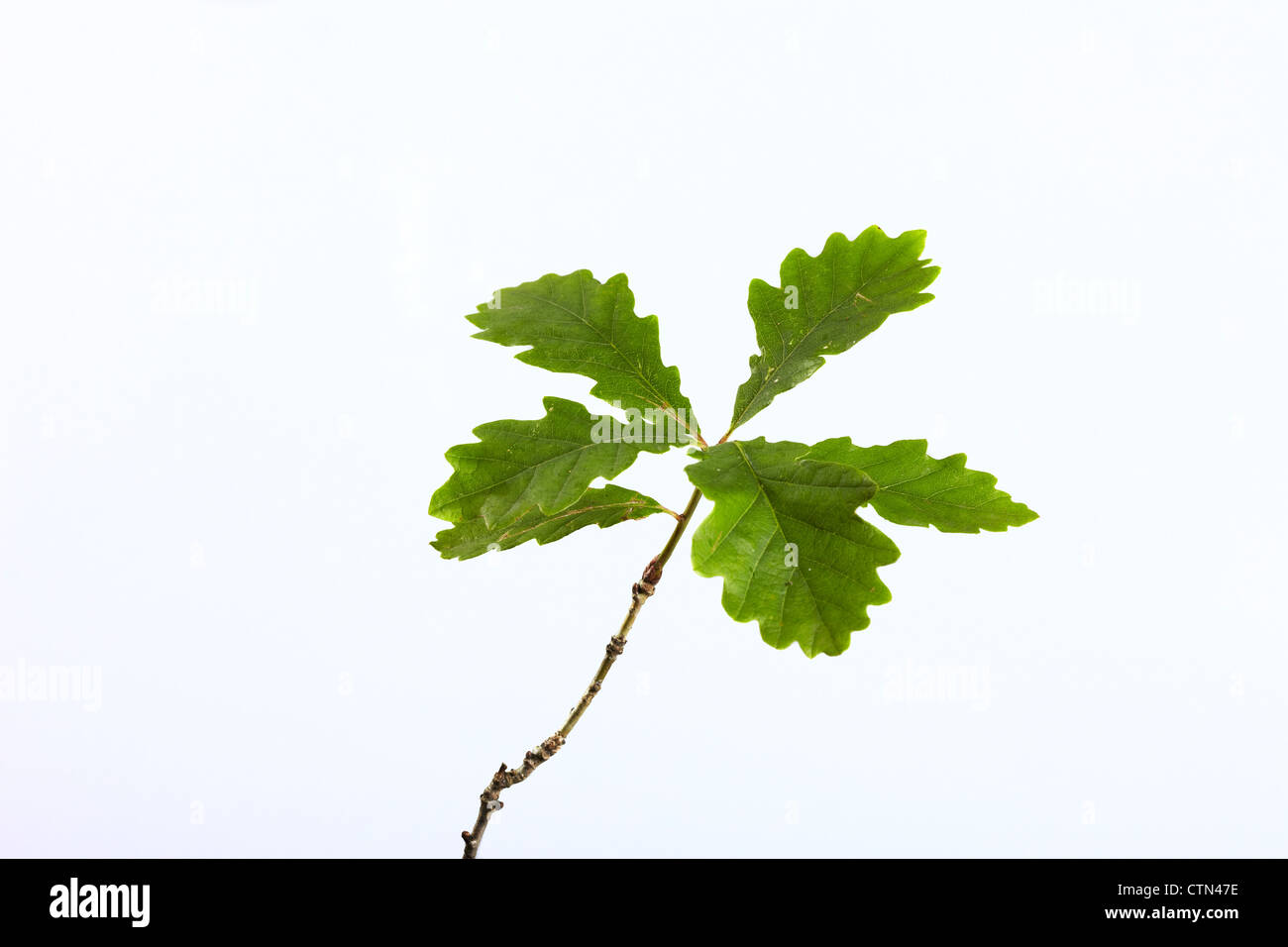Oak Sapling on white background Stock Photo - Alamy