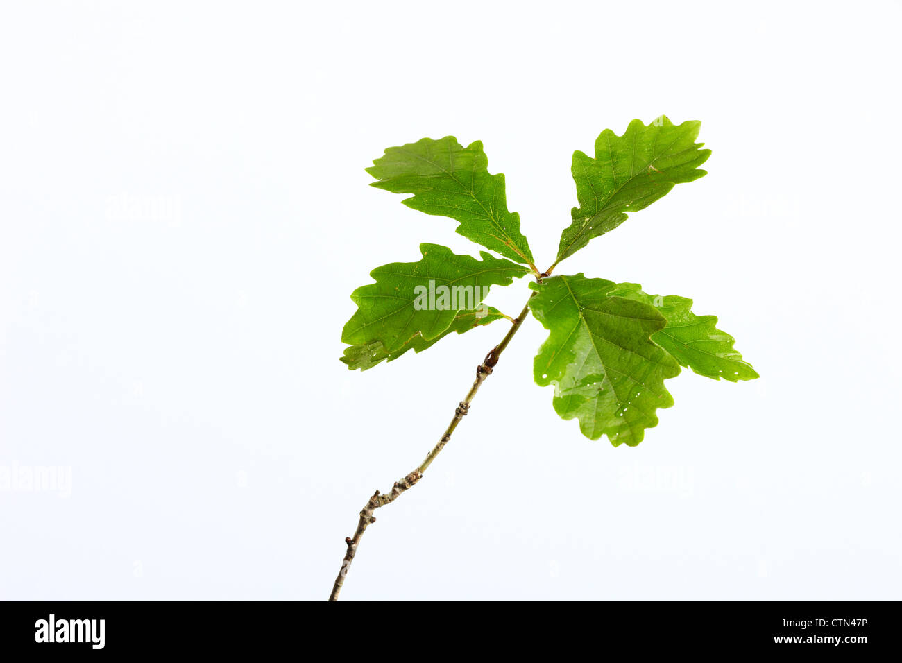 Oak tree sapling hi-res stock photography and images - Alamy