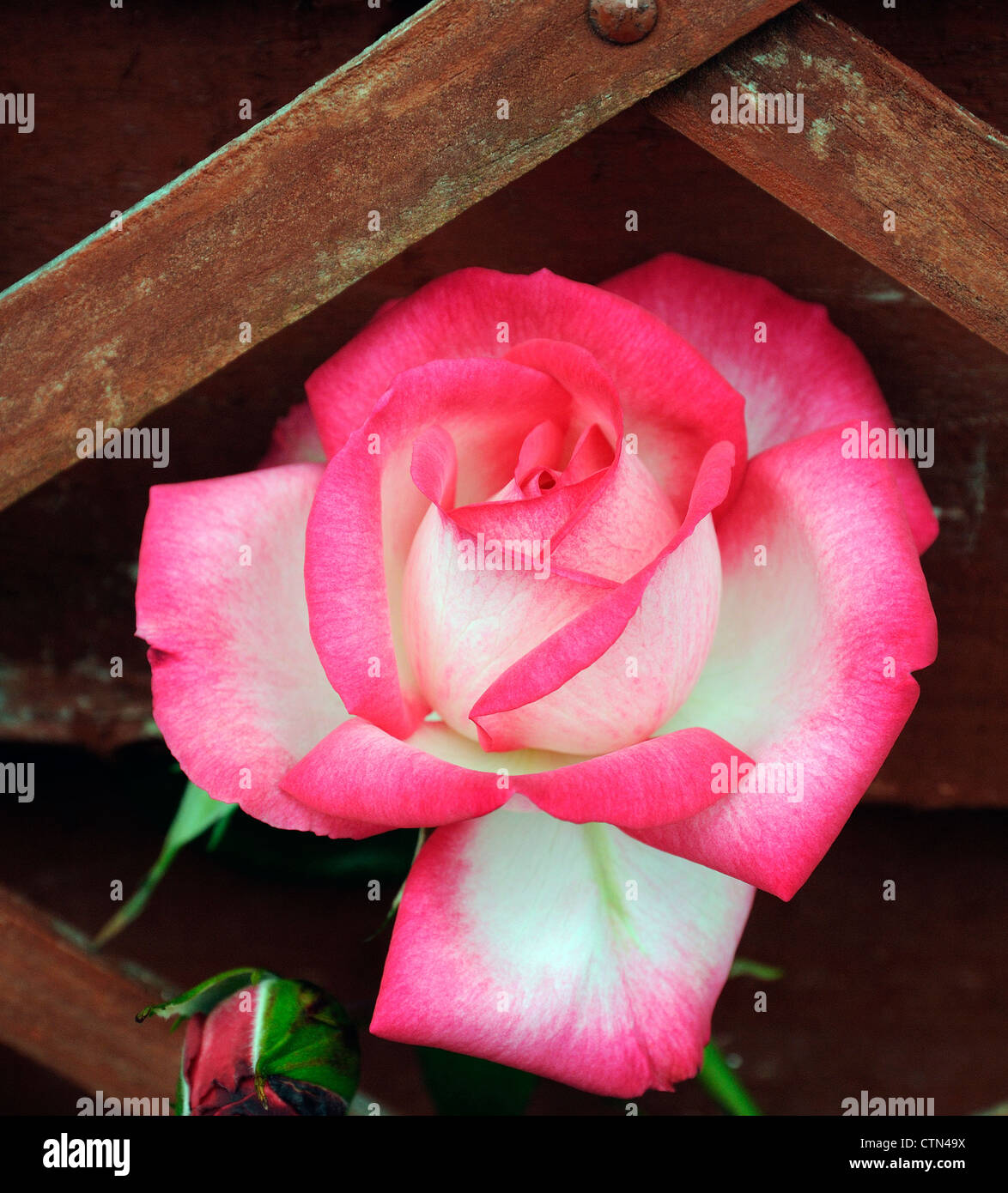 pink and white rose Stock Photo - Alamy