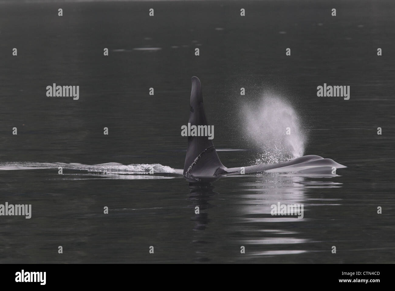 Killer whale orcinus orca hi-res stock photography and images - Alamy