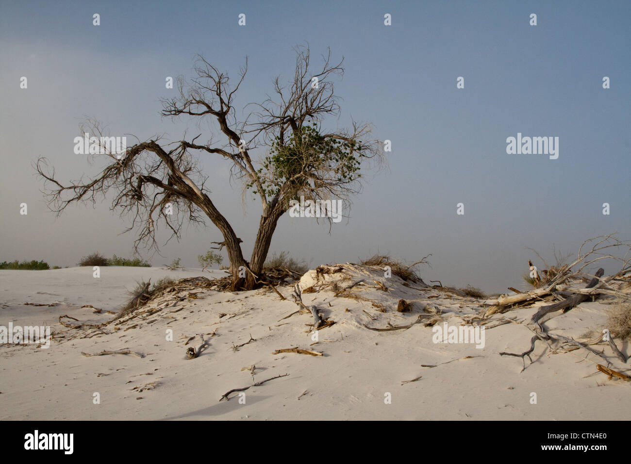 Tree, White Sands National Monument, New Mexico, USA Stock Photo - Alamy
