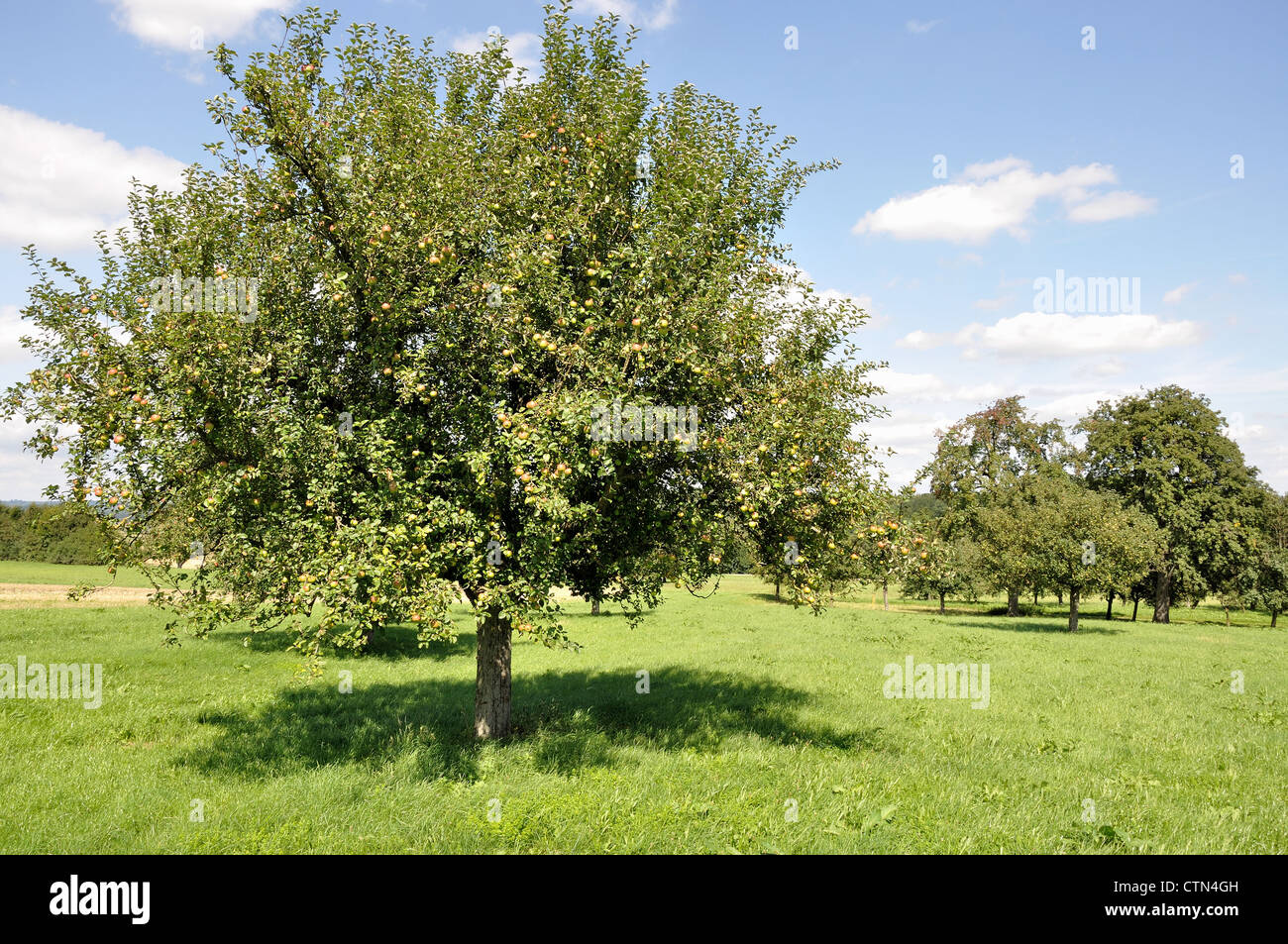 fruit trees in field #3, Baden Stock Photo - Alamy