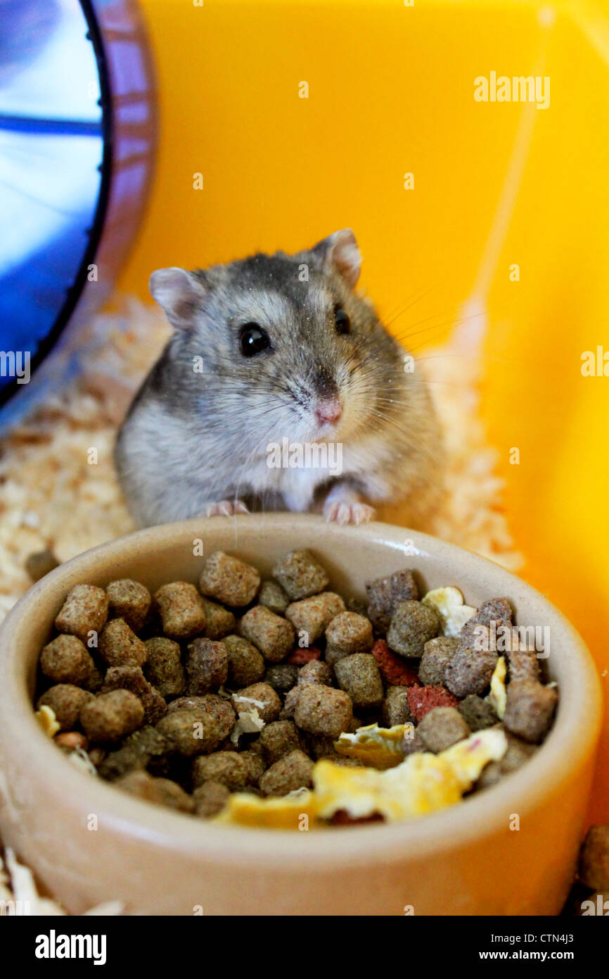 Russian hamster cage hi-res stock photography and images - Alamy