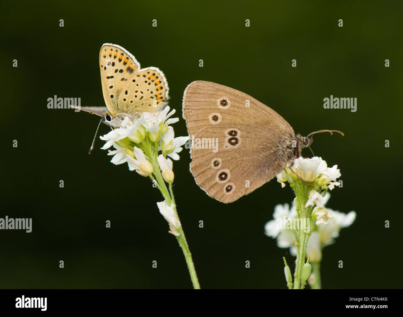 Lycaenidae and Aphantopus Stock Photo - Alamy