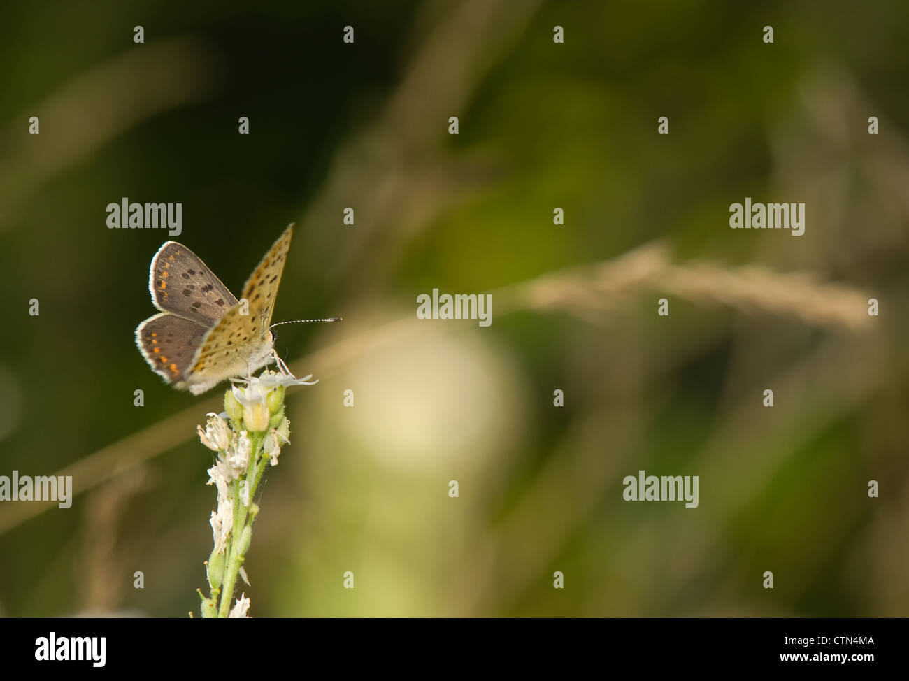 Lycaenidae caterpillar hi-res stock photography and images - Alamy