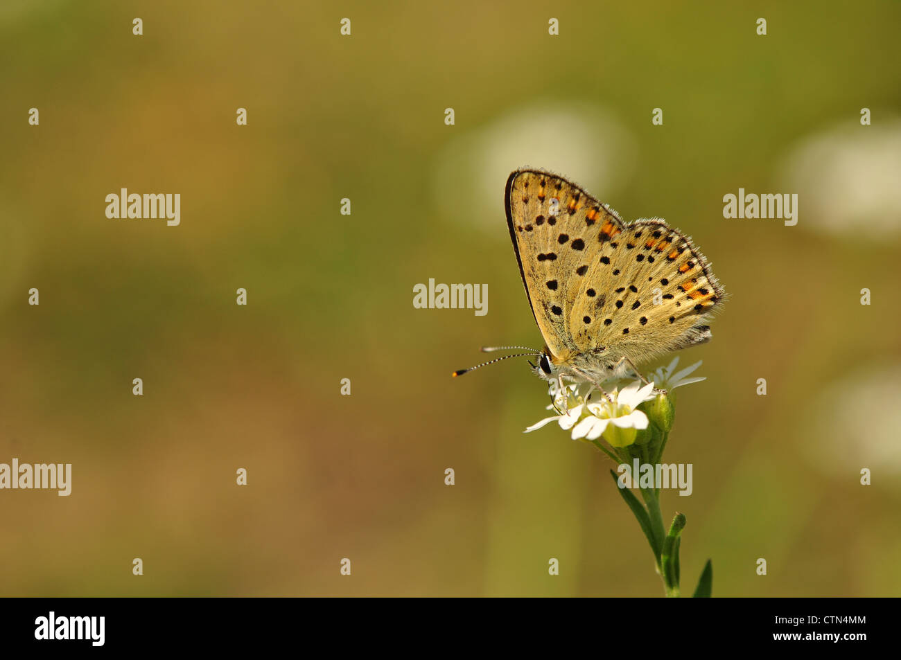 Lycaenidae caterpillar hi-res stock photography and images - Alamy