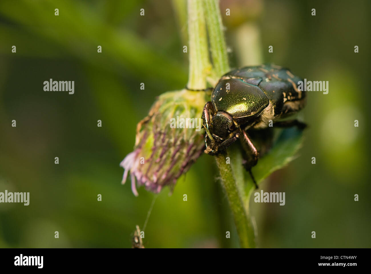Cetonia species hi-res stock photography and images - Alamy