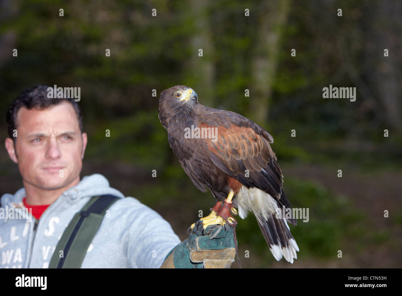 Harris hawk uk hi-res stock photography and images - Alamy